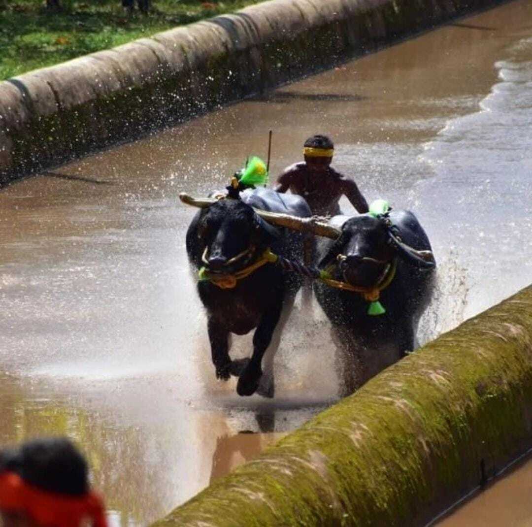 ಕಂಬಳದಲ್ಲಿ 'ತಾಟೆ' ಮಿಂಚು: ₹8 ಲಕ್ಷಕ್ಕೂ ಅಧಿಕ ದರಕ್ಕೆ ಮಾರಾಟವಾಗಿದ್ದ 'ಕಿಂಗ್ ...