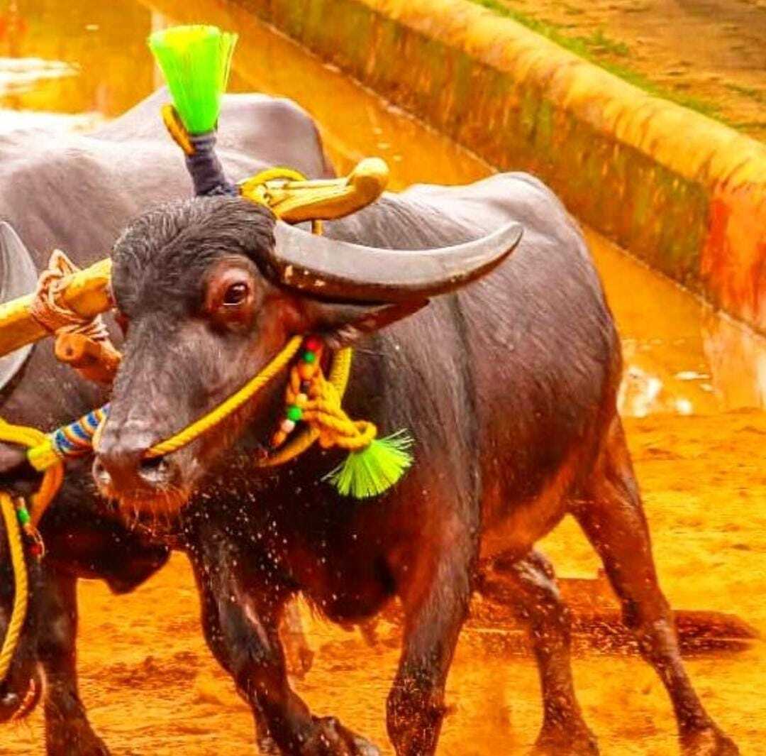 ಕಂಬಳದಲ್ಲಿ 'ತಾಟೆ' ಮಿಂಚು: ₹8 ಲಕ್ಷಕ್ಕೂ ಅಧಿಕ ದರಕ್ಕೆ ಮಾರಾಟವಾಗಿದ್ದ 'ಕಿಂಗ್ ...
