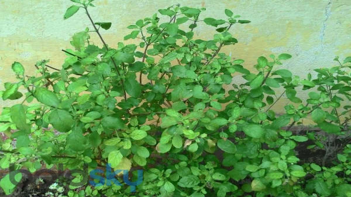 Vastu Tips for Tulsi: A tulsi plant is enough to bring peace and ...