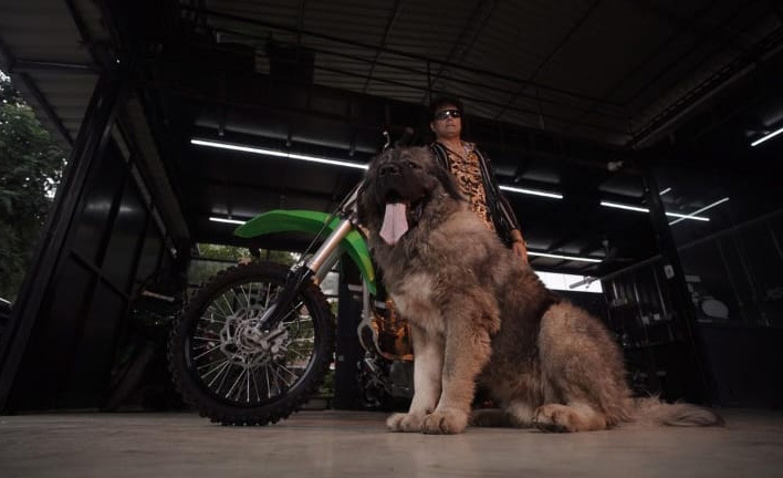 Hyderabadi Dog Breeder Sells A Man 20 Crore Dog !! Why The Breed So ...