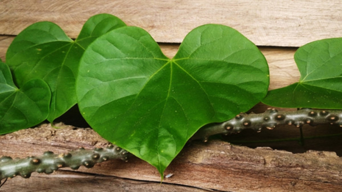 Skin Care: Ayurveda best for skin protection, these skin care help you ...