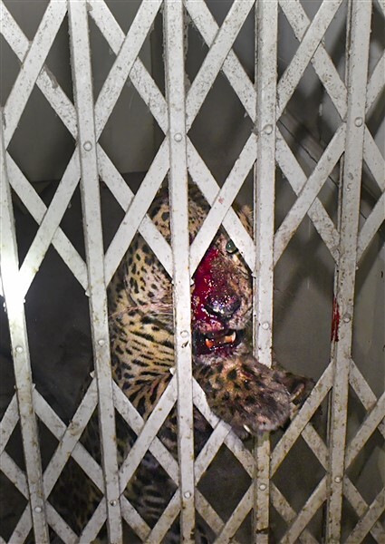 Forest Department Captured Leopard In Cage Which Entered The Premises ...