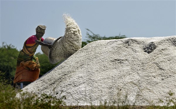Labourers Work At A Salt Pan At Vedaranyam, In Nagapattinam District ...