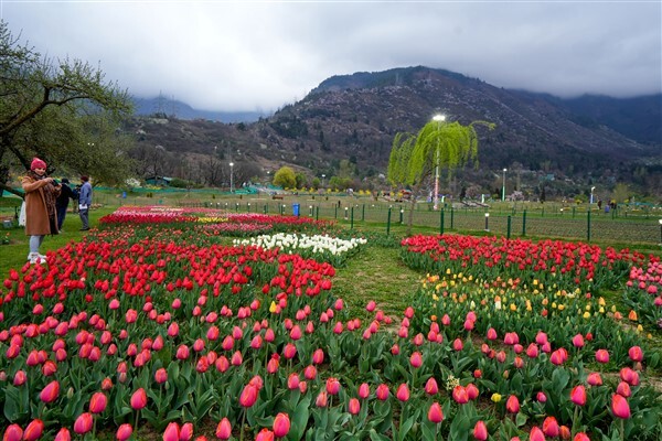 Tulip Flowers In Bloom At Asia's Largest Tulip Garden In Srinagar ...