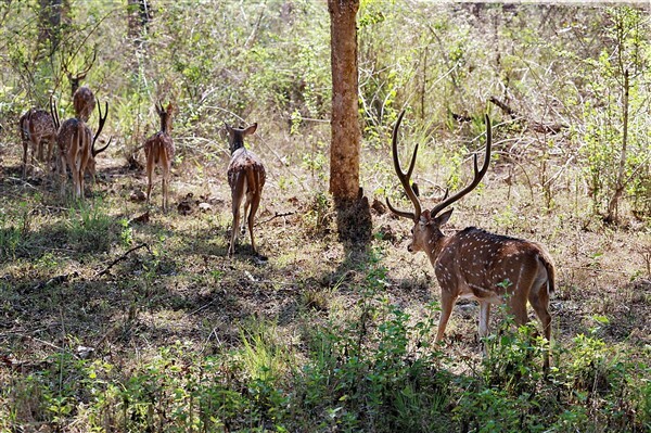 PM Narendra Modi Takes Jungle Safari At Bandipur Tiger Reserve Photos ...