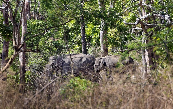 PM Narendra Modi Takes Jungle Safari At Bandipur Tiger Reserve Photos ...