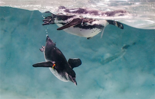 Visit Byculla Zoo This World Penguin Day In Mumbai; See Visuals Here ...