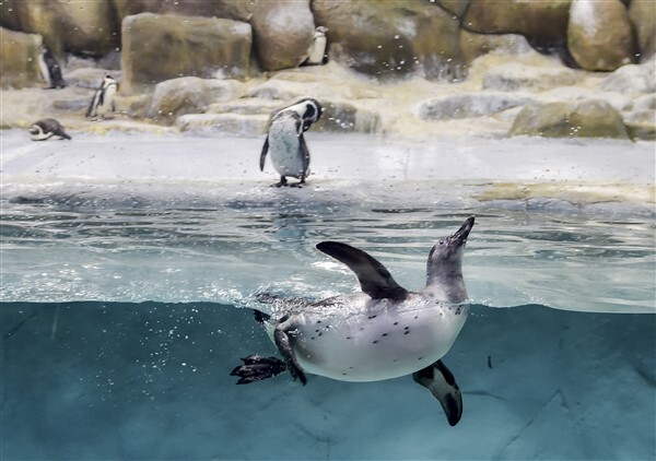 Visit Byculla Zoo This World Penguin Day In Mumbai; See Visuals Here ...