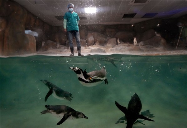 Visit Byculla Zoo This World Penguin Day In Mumbai; See Visuals Here ...
