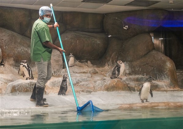Visit Byculla Zoo This World Penguin Day In Mumbai; See Visuals Here ...