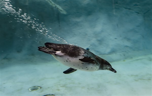 Visit Byculla Zoo This World Penguin Day In Mumbai; See Visuals Here ...