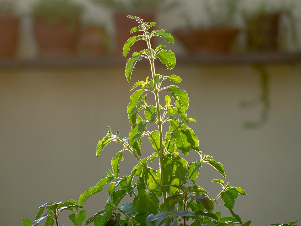 Vastu Tips: Tulsi leaves turn yellow, then be careful: Tulsi will give ...