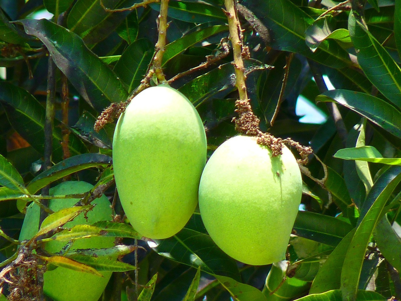 Vastu Tips: What Will Happen By Planting A Mango Tree In The Courtyard ...
