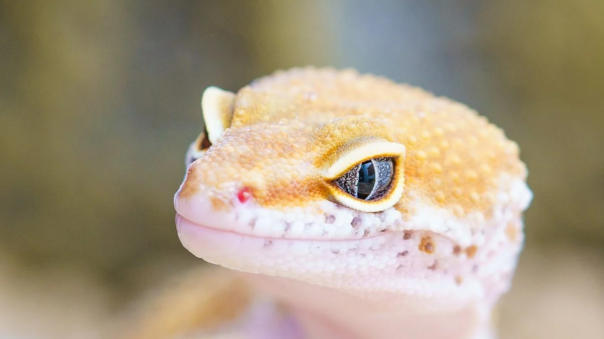 Astro Tips: Is it auspicious to have a lizard in the house | Astro Tips ...