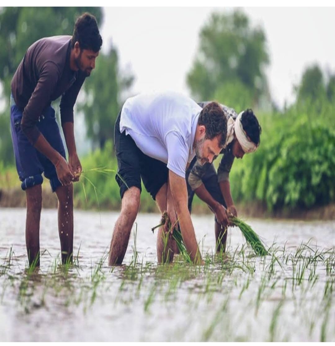 Congress Leader Rahul Gandhi Steps Into Paddy Fields And Helps The ...