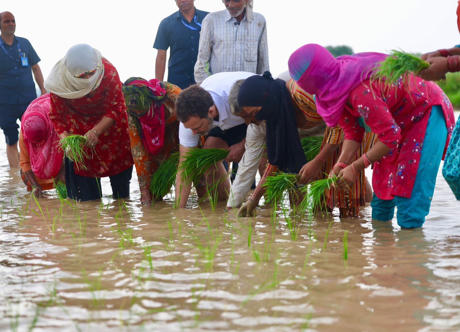 Congress Leader Rahul Gandhi Steps Into Paddy Fields And Helps The ...