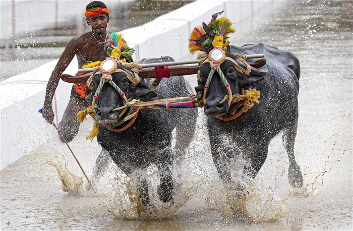 In Pics: Bangalore Gears Up For First Kambala Event Photos: HD Images ...