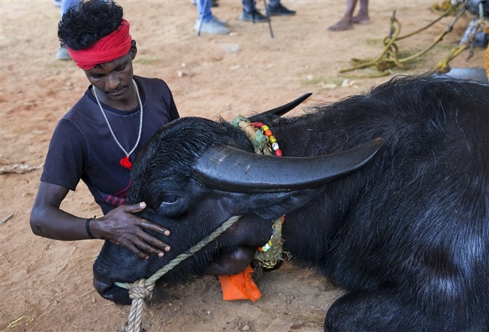 In Pics: Bangalore Gears Up For First Kambala Event Photos: HD Images ...