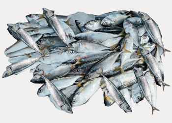 Fish Rate Today (21st Dec 2025): Fish Price List | Fish Cost Per Kg in ...