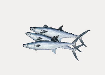 Fish Rate Today (25th Dec 2025): Fish Price List | Fish Cost Per Kg in ...