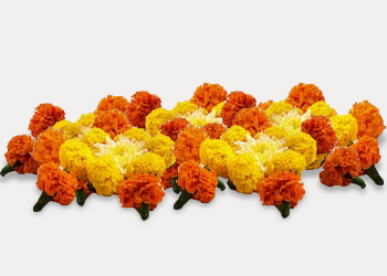 Marigold Rate in Bangalore: Marigold Price in Bangalore Today Per Kg ...