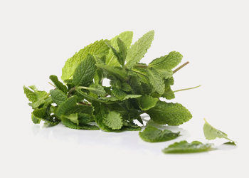 Mint Rate Today (6th Oct 2024), Mint Market Price in India - Oneindia