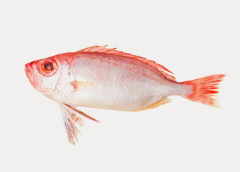Red Snapper Rate in Nagapattinam: Red Snapper Price in Nagapattinam ...