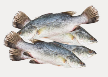 Fish Rate Today (25th Dec 2025): Fish Price List | Fish Cost Per Kg in ...