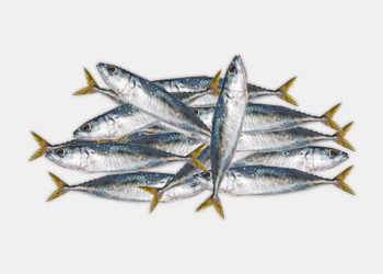 Fish Rate Today (21st Dec 2025): Fish Price List | Fish Cost Per Kg in ...