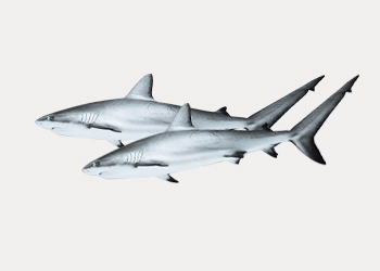 Fish Rate Today (14th Dec 2025): Fish Price List | Fish Cost Per Kg in ...