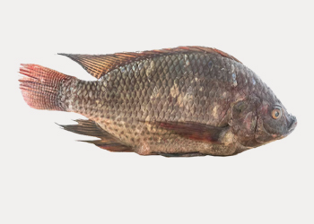 Fish Rate Today (17th Dec 2025): Fish Price List | Fish Cost Per Kg in ...